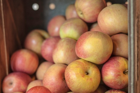 The Apples Of Apple Hill, California – MK Library