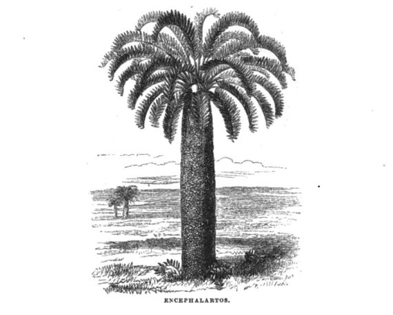 Cycads - Prehistoric Plants For Your Garden – MK Library
