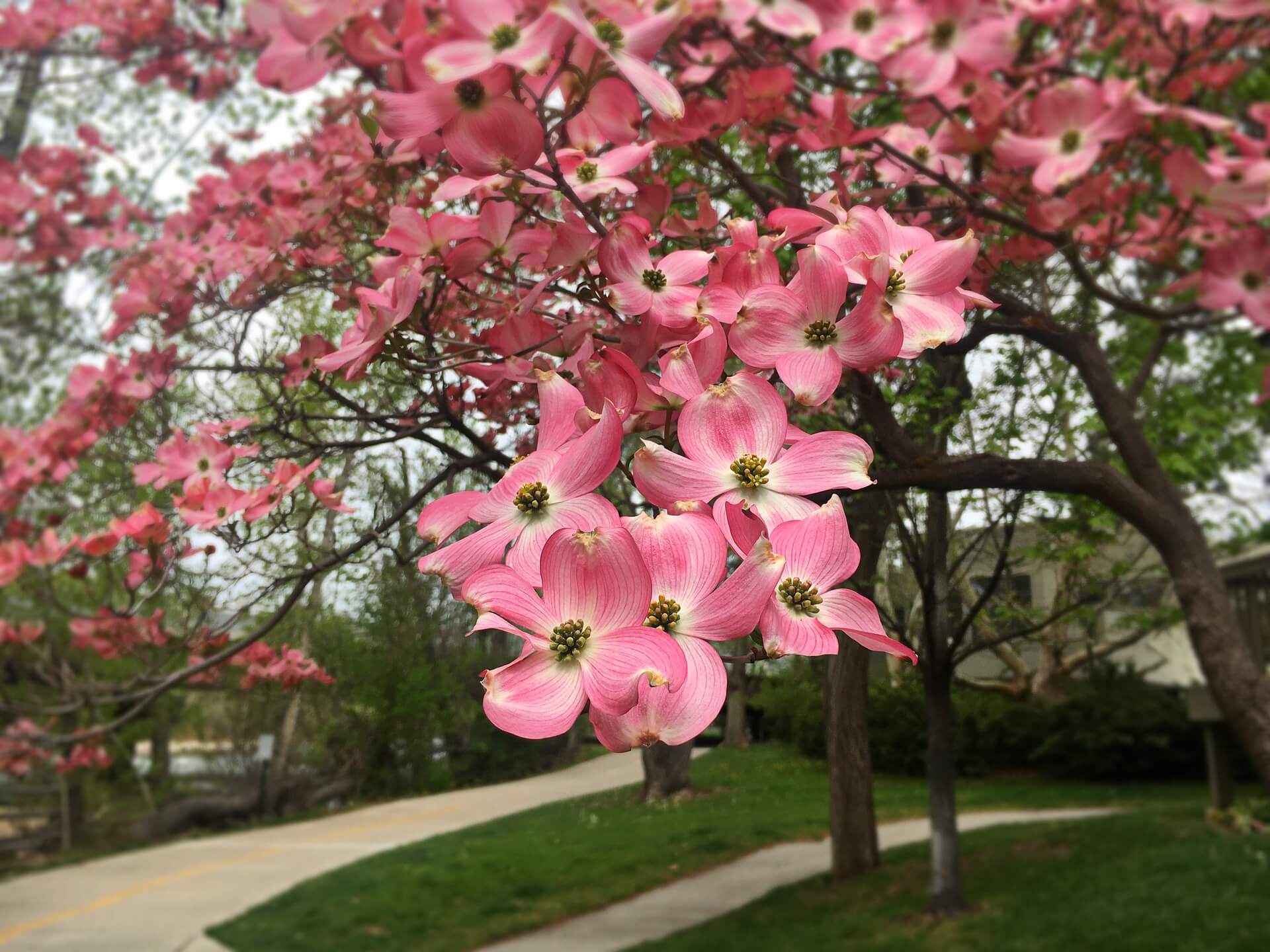 Dogwood Trees In Spring