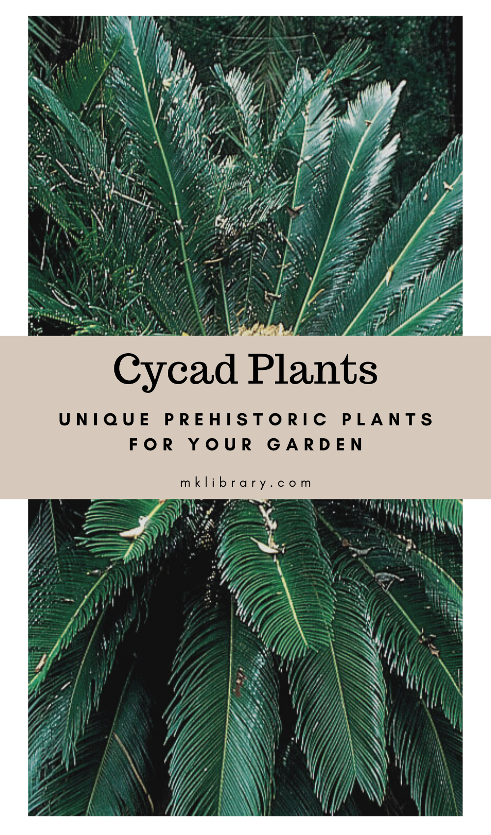 Cycads - Prehistoric Plants For Your Garden – MK Library