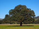 The Camphor Tree - Guide To Growing And Care – MK Library