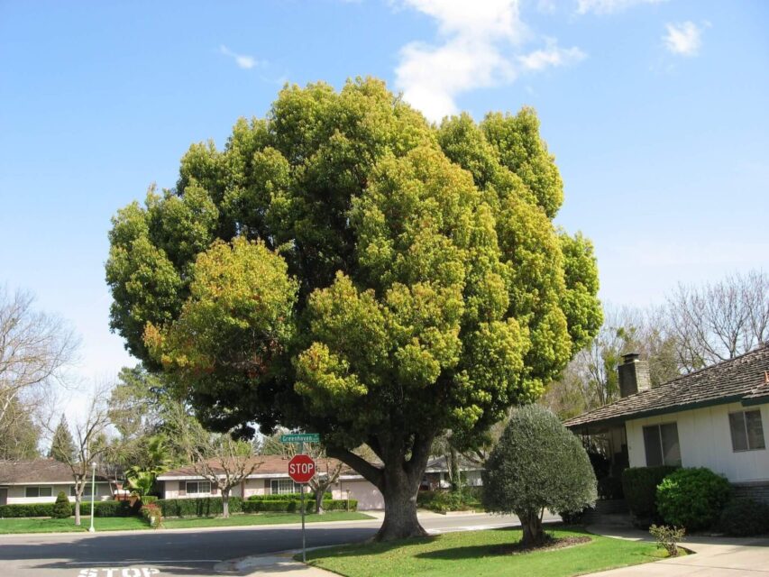 Camphor Tree: Complete Guide To Growing, Care, And Common Problems – MK ...