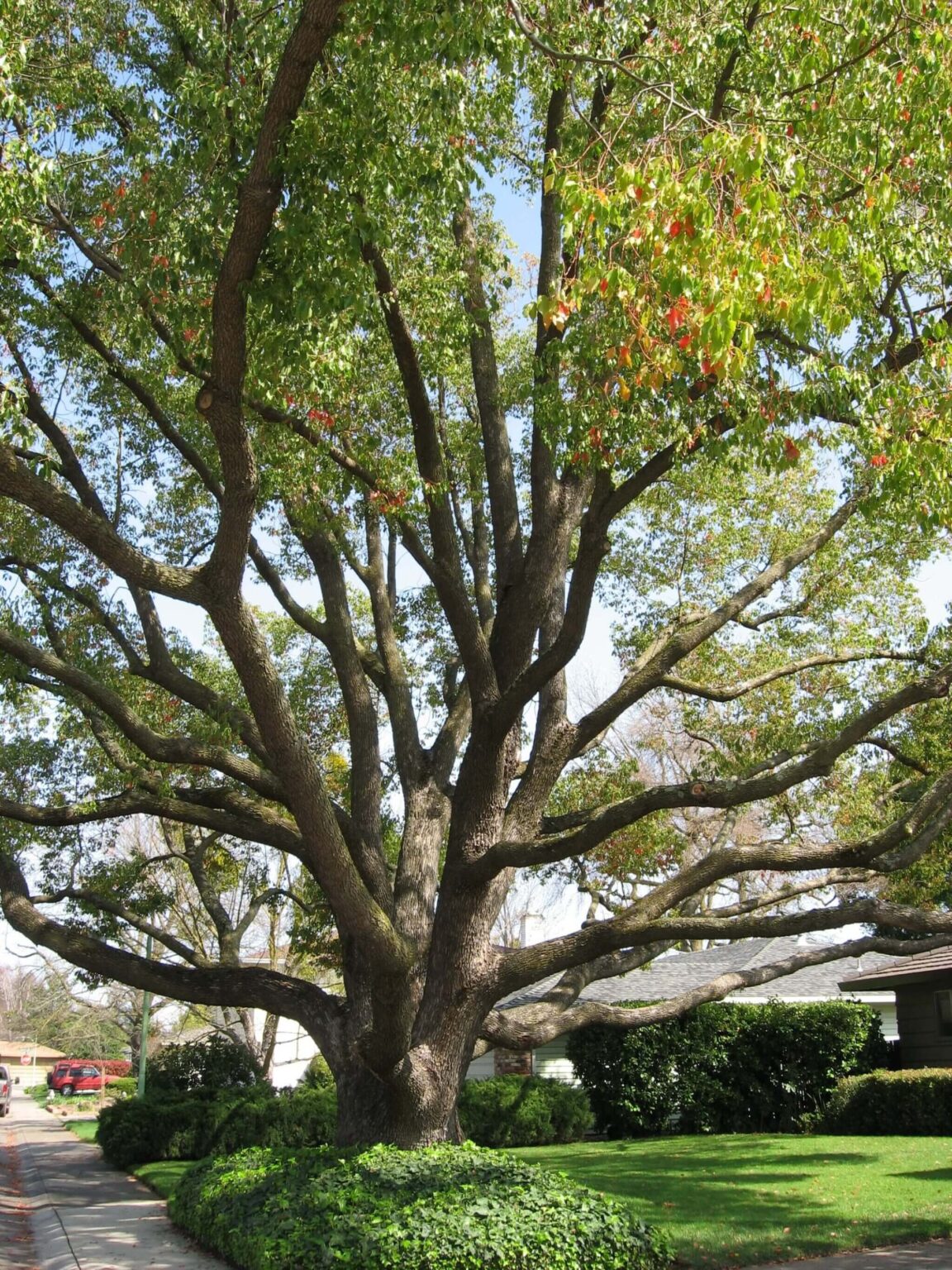 The Camphor Tree - Guide To Growing And Care – MK Library