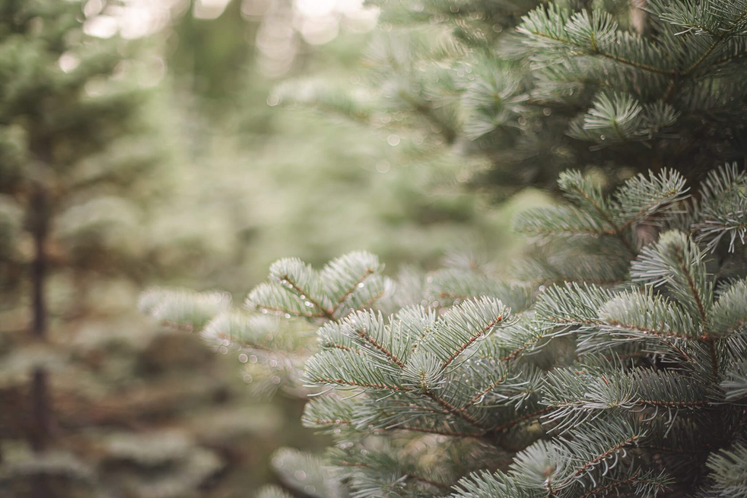 The Holiday Guide To Live Christmas Trees