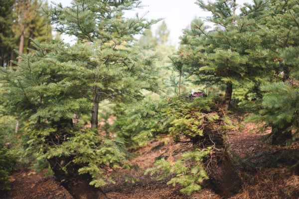 The Holiday Guide To Live Christmas Trees