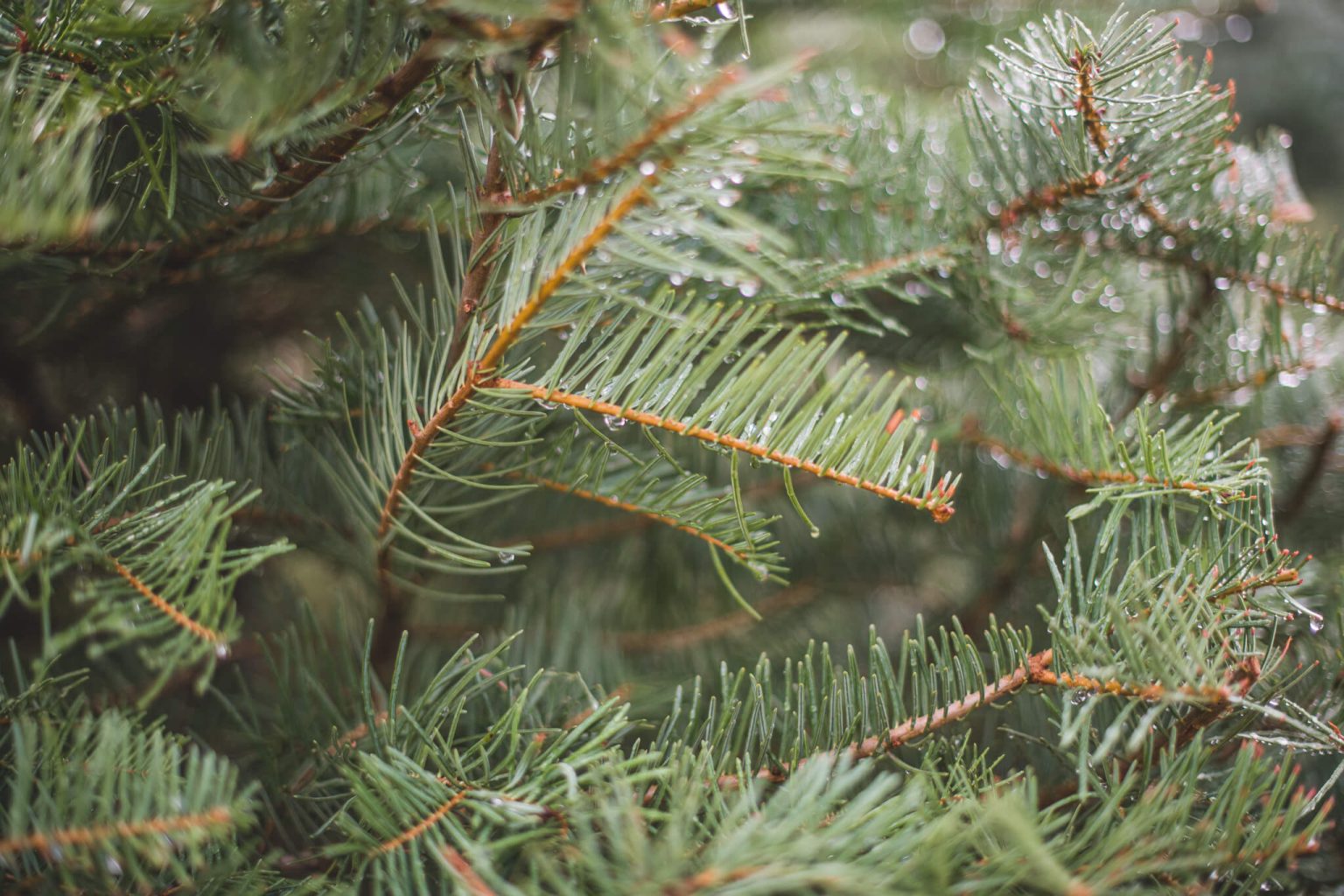 The Holiday Guide To Live Christmas Trees