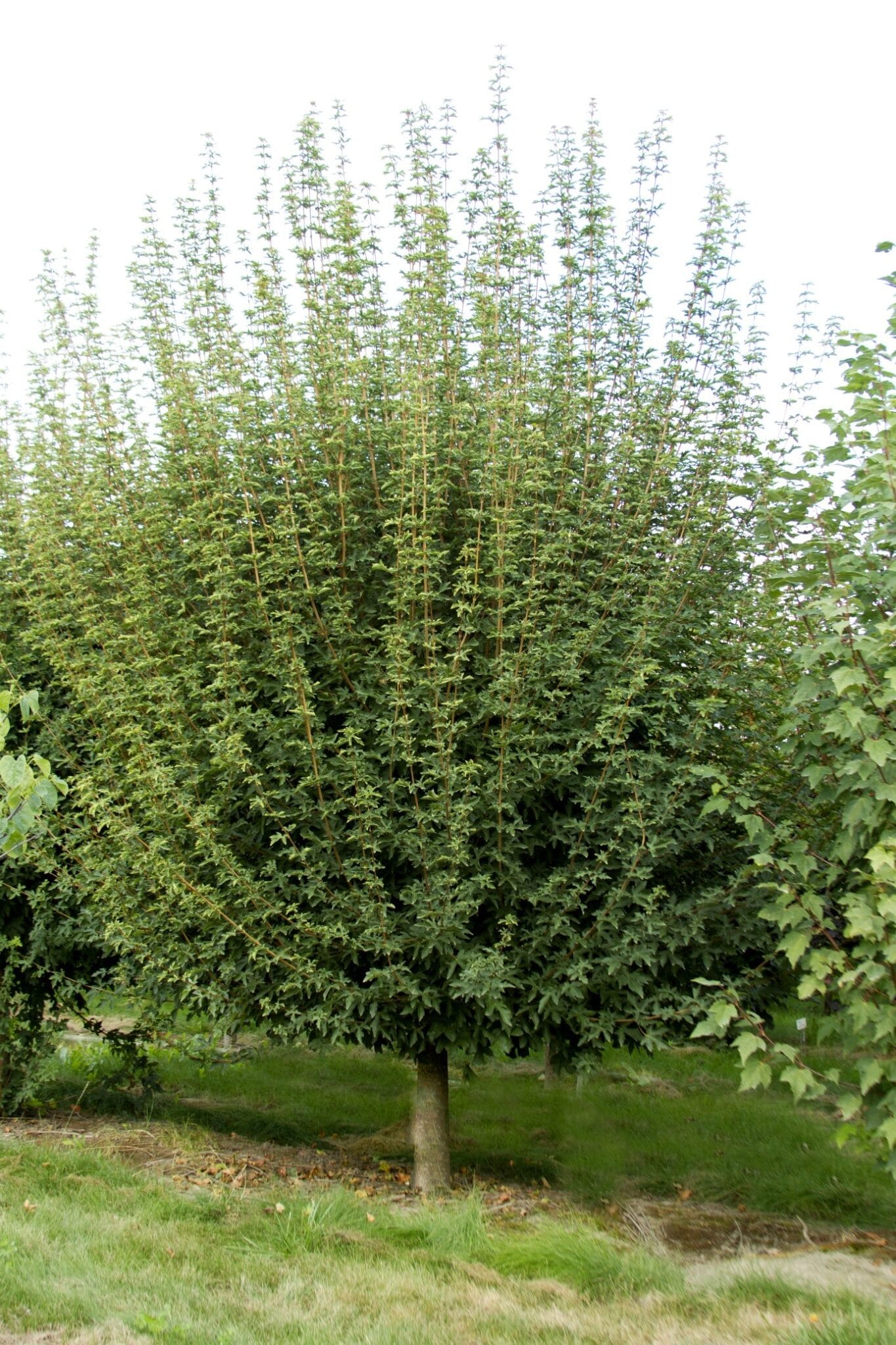 Trees To Plant Near Sidewalks – MK Library