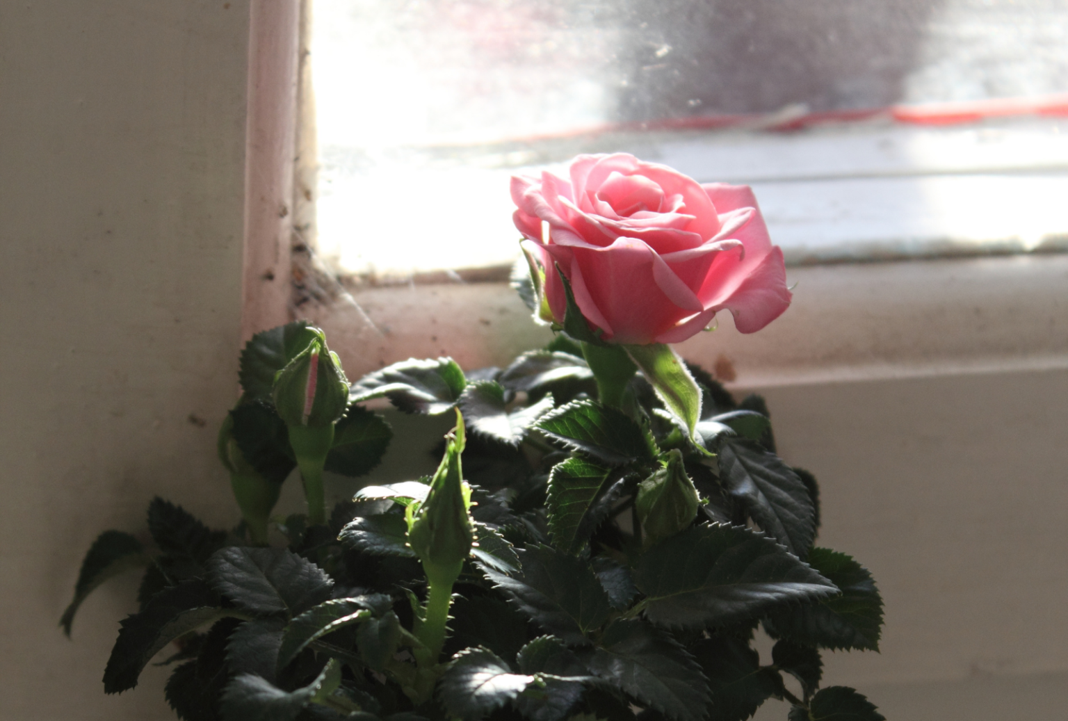 How To Grow Roses Indoors – MK Library