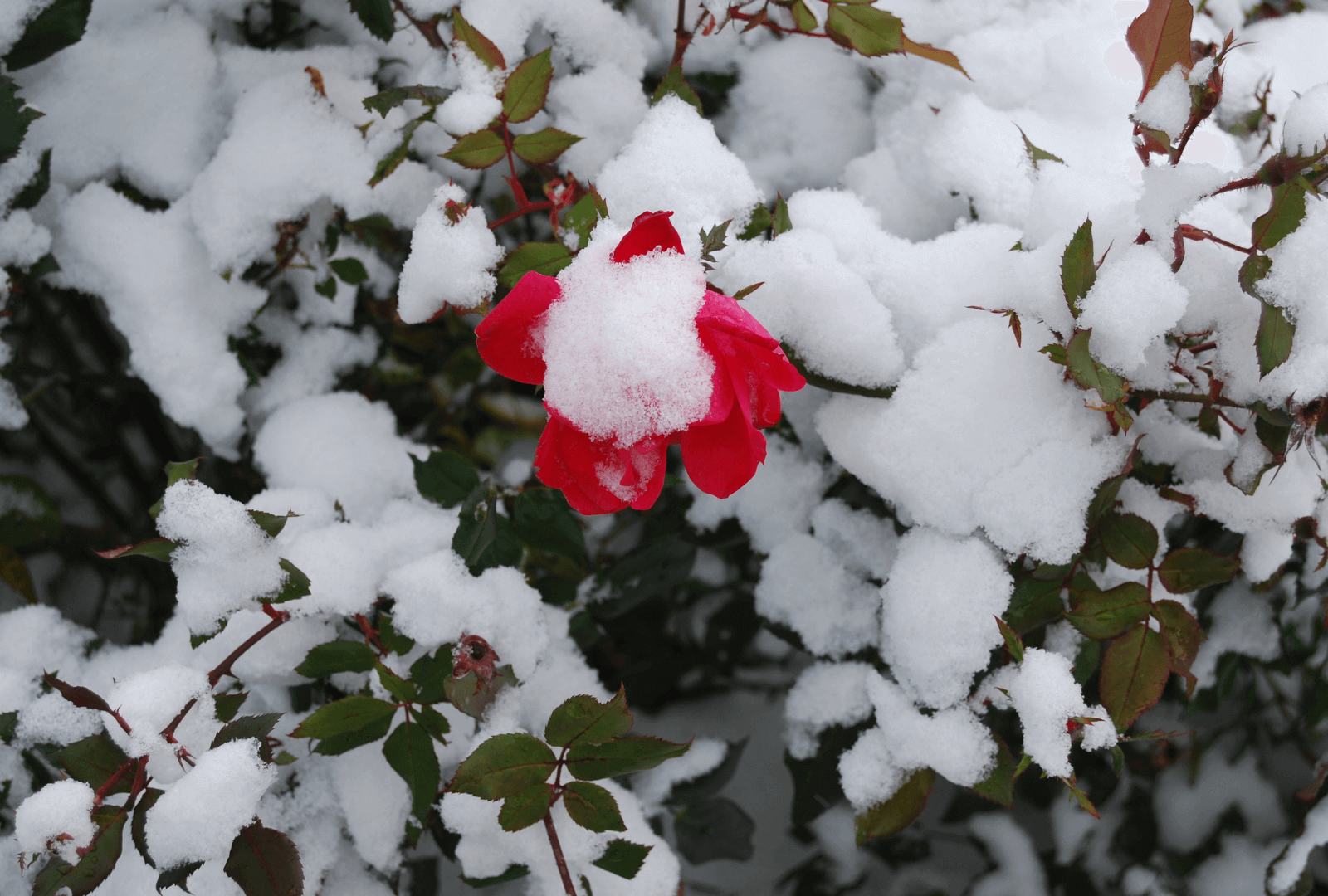 How To Trim Roses For Winter – MK Library