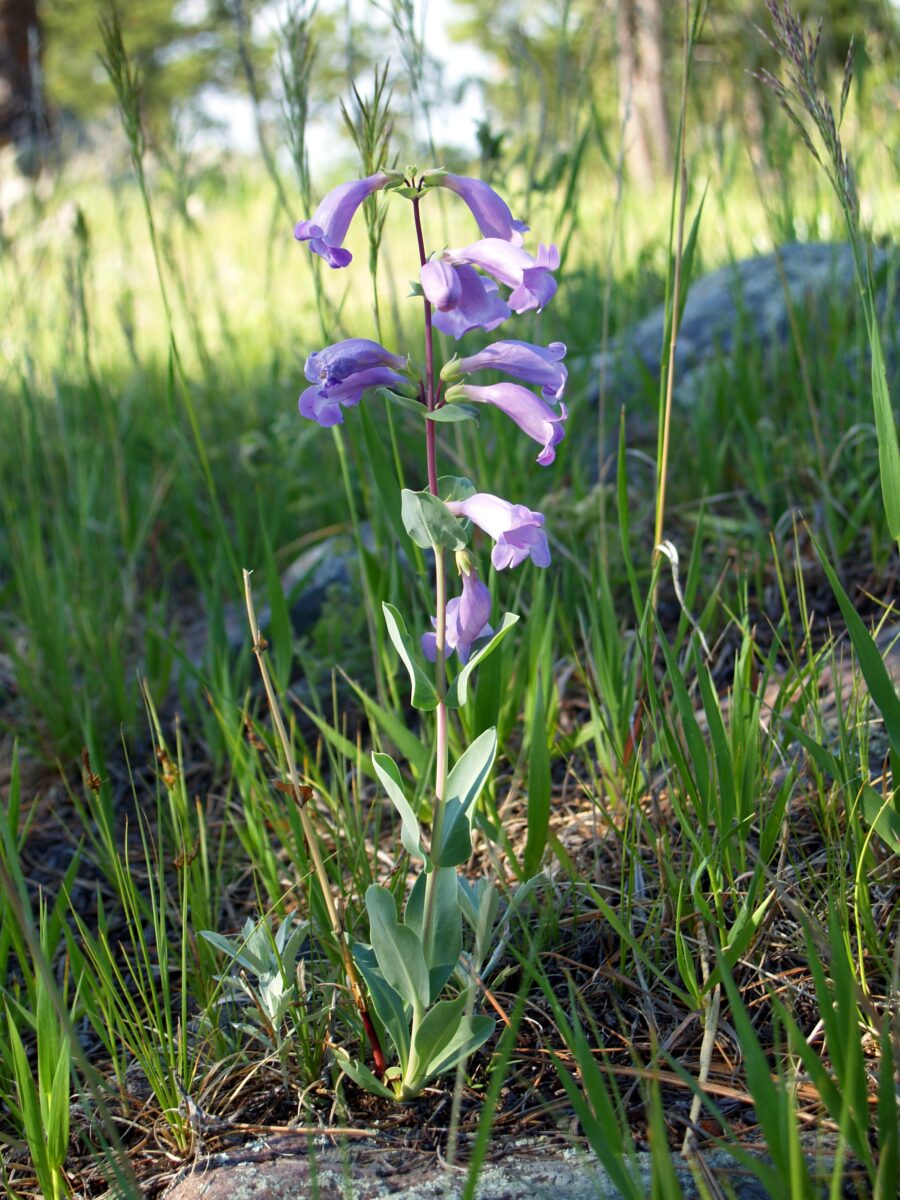 2024 California Super Bloom Wildflowers Guide