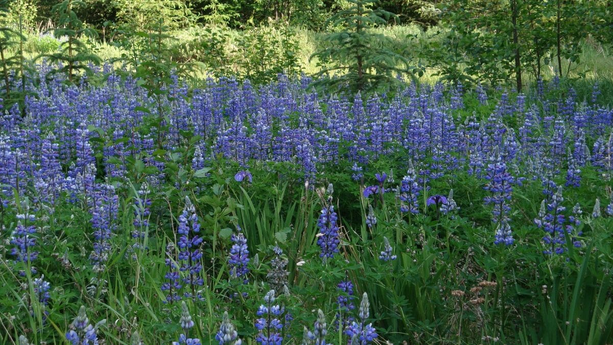 2024 California Super Bloom Wildflowers Guide