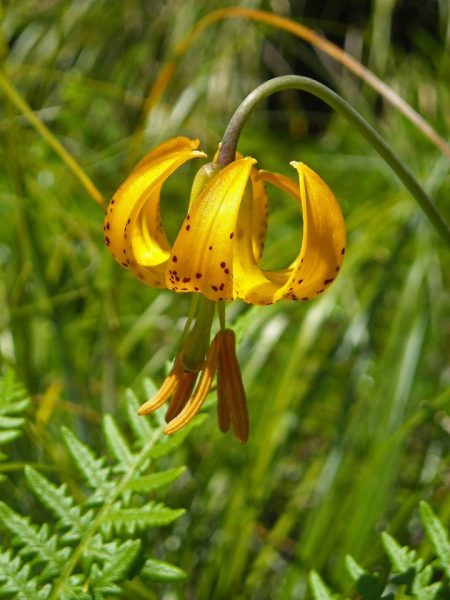 2024 California Super Bloom Wildflowers Guide