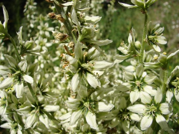 2024 California Super Bloom Wildflowers Guide