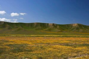 2024 California Super Bloom Wildflowers Guide