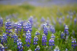 California Fire Followers: The Rare Wildflowers That Only Bloom After ...