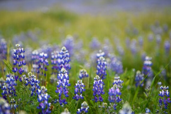 California Fire Followers: The Rare Wildflowers That Only Bloom After ...
