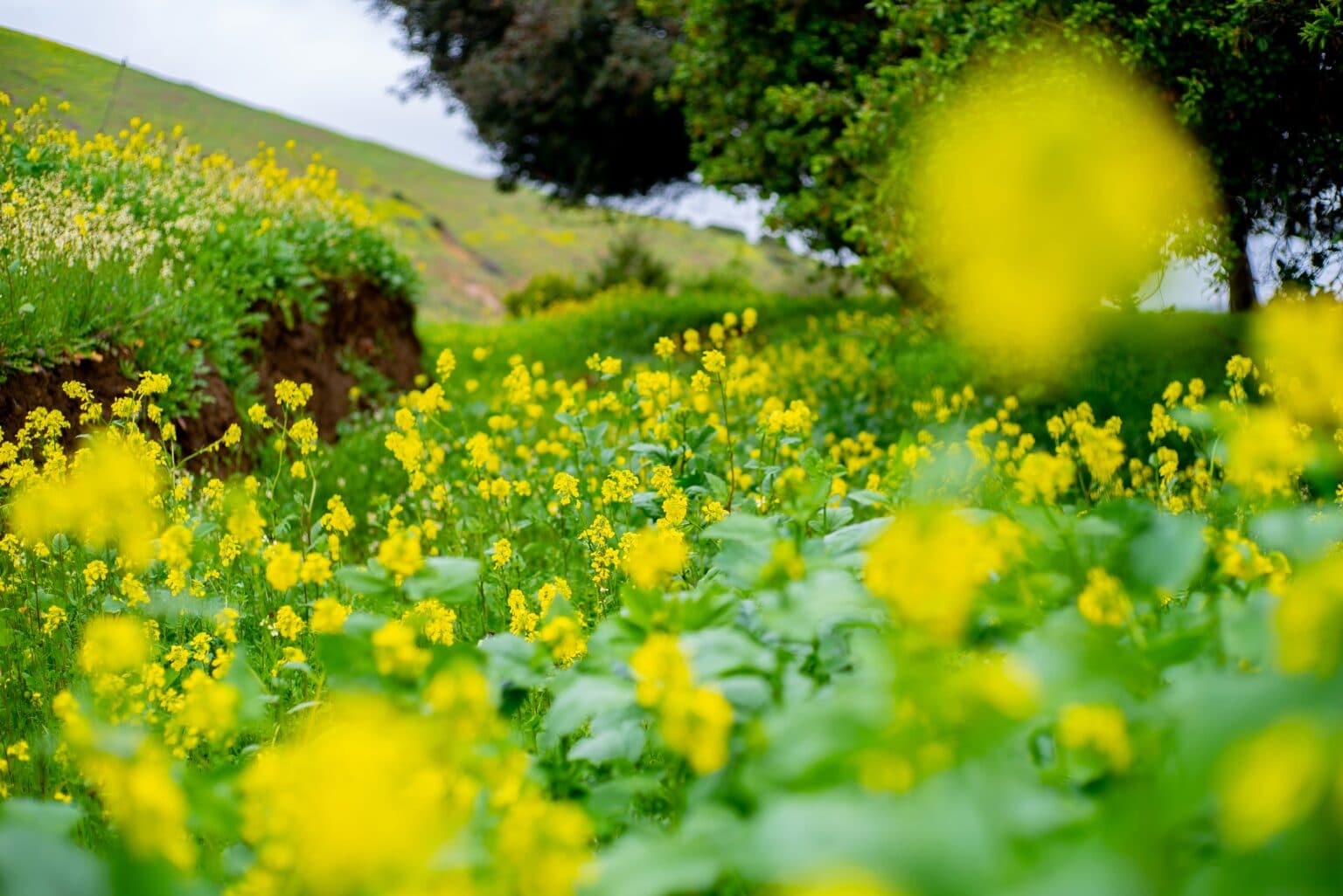 2024 California Super Bloom Wildflowers Guide