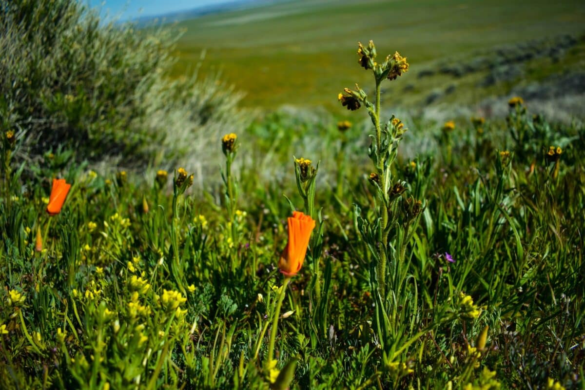 2024 California Super Bloom Wildflowers Guide