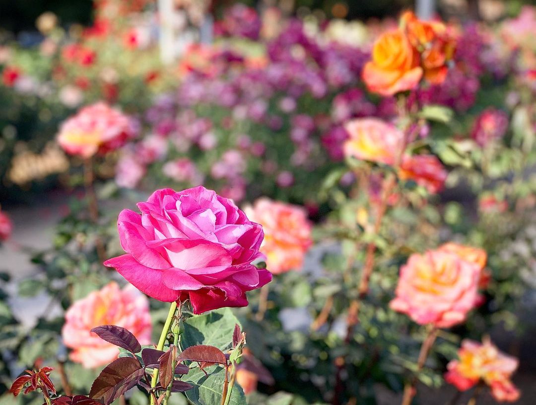 The Rose Gardens Of Sacramento - 8 Hidden Gems You Must See