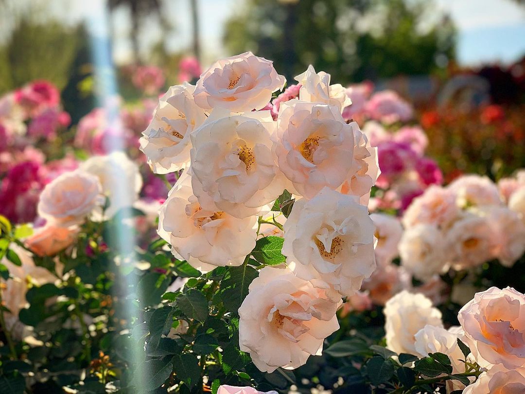 The Rose Gardens Of Sacramento - 8 Hidden Gems You Must See