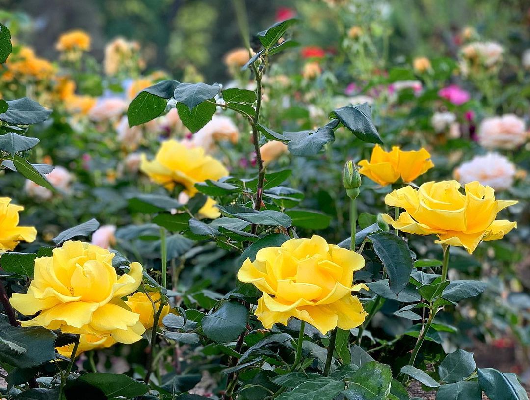 The Rose Gardens Of Sacramento - 8 Hidden Gems You Must See