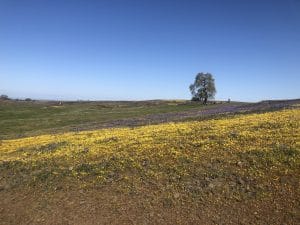 North Table Mountain Ecological Reserve – MK Library