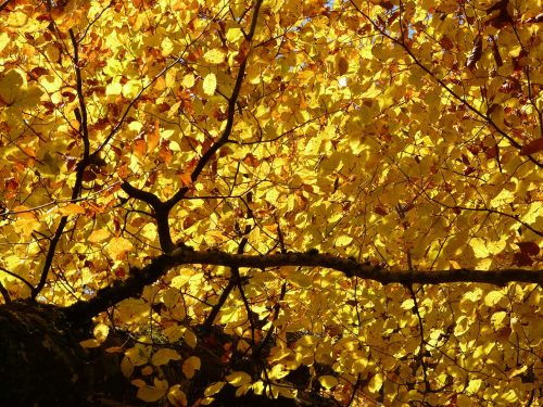 Meanings And Symbolism Of Trees – MK Library