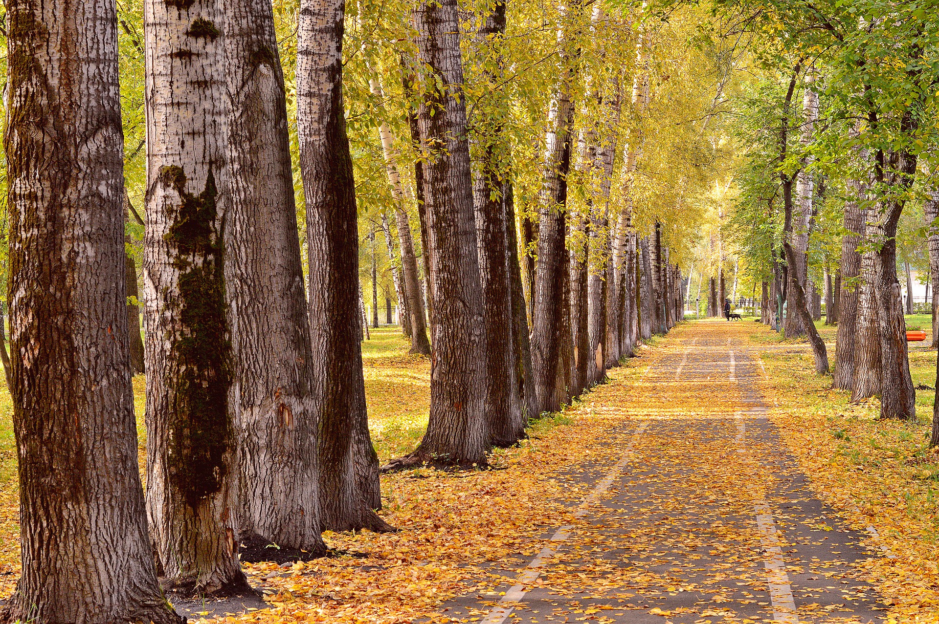 Meanings And Symbolism Of Trees – MK Library