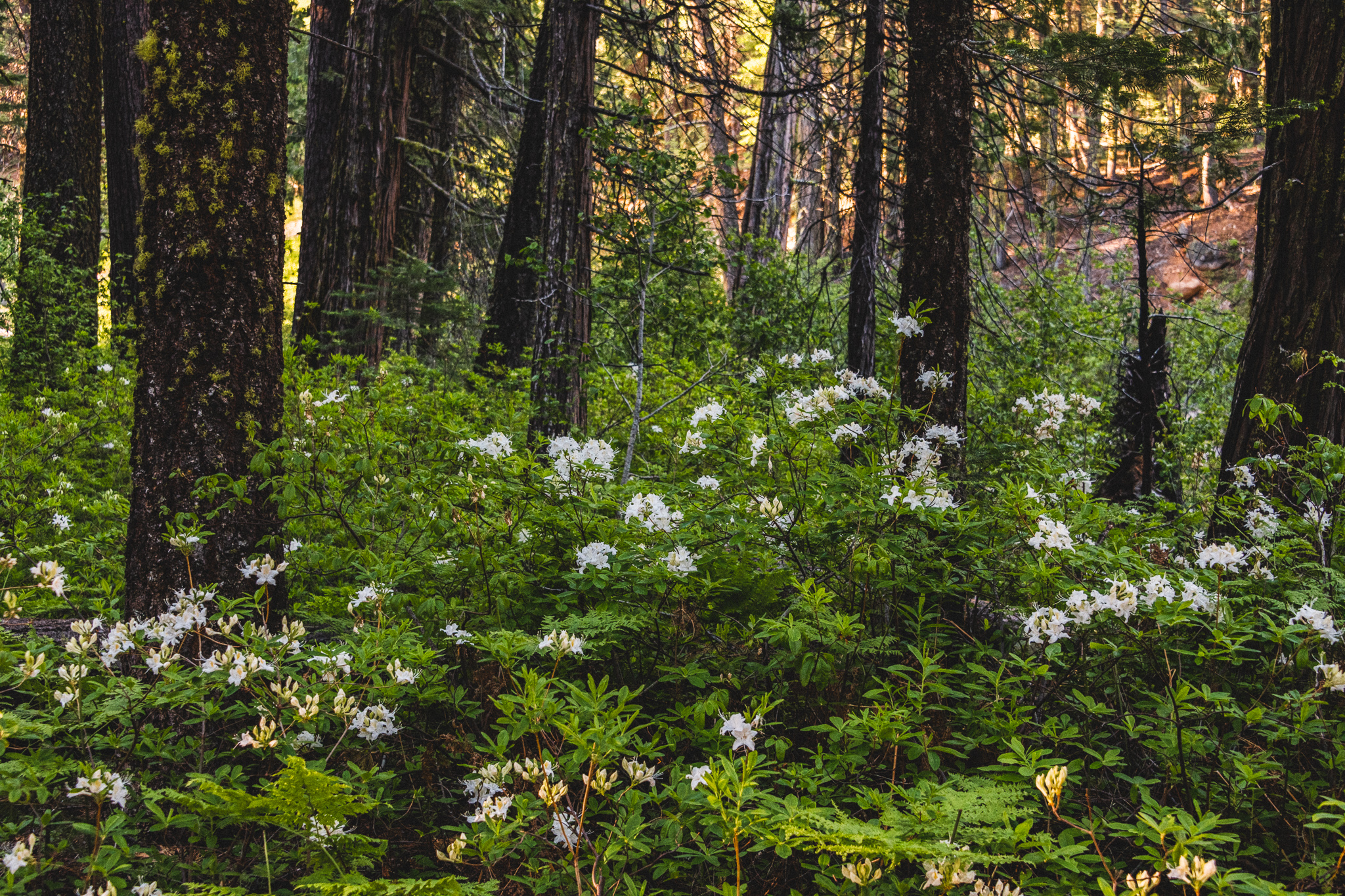 Bassi Falls – MK Library