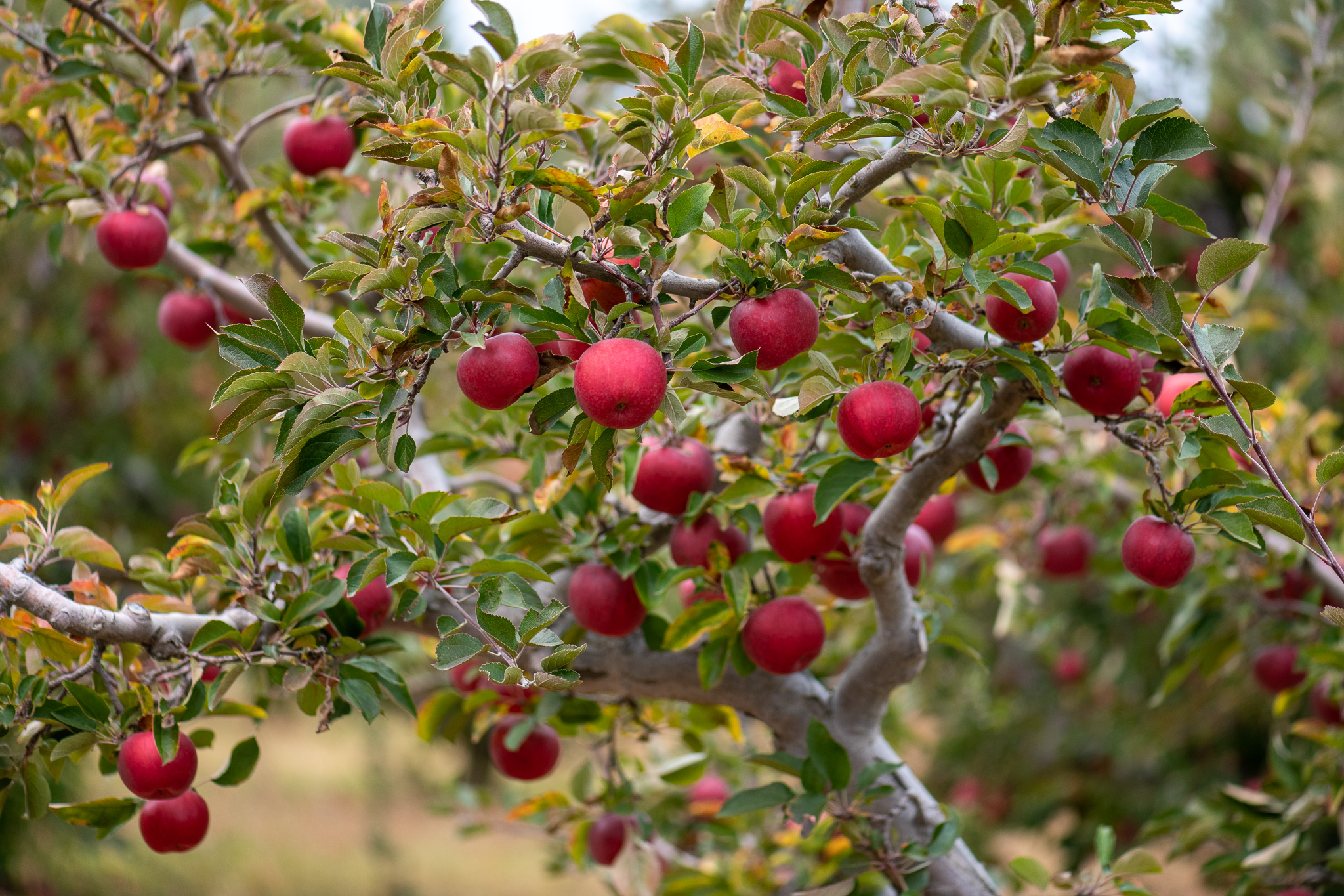 The Apples Of Apple Hill, California – MK Library