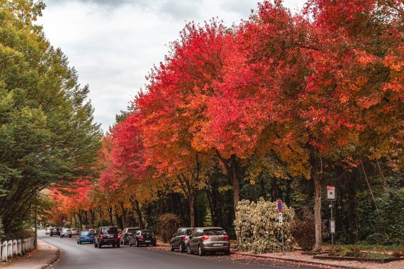 Best Trees For Fall Color – MK Library