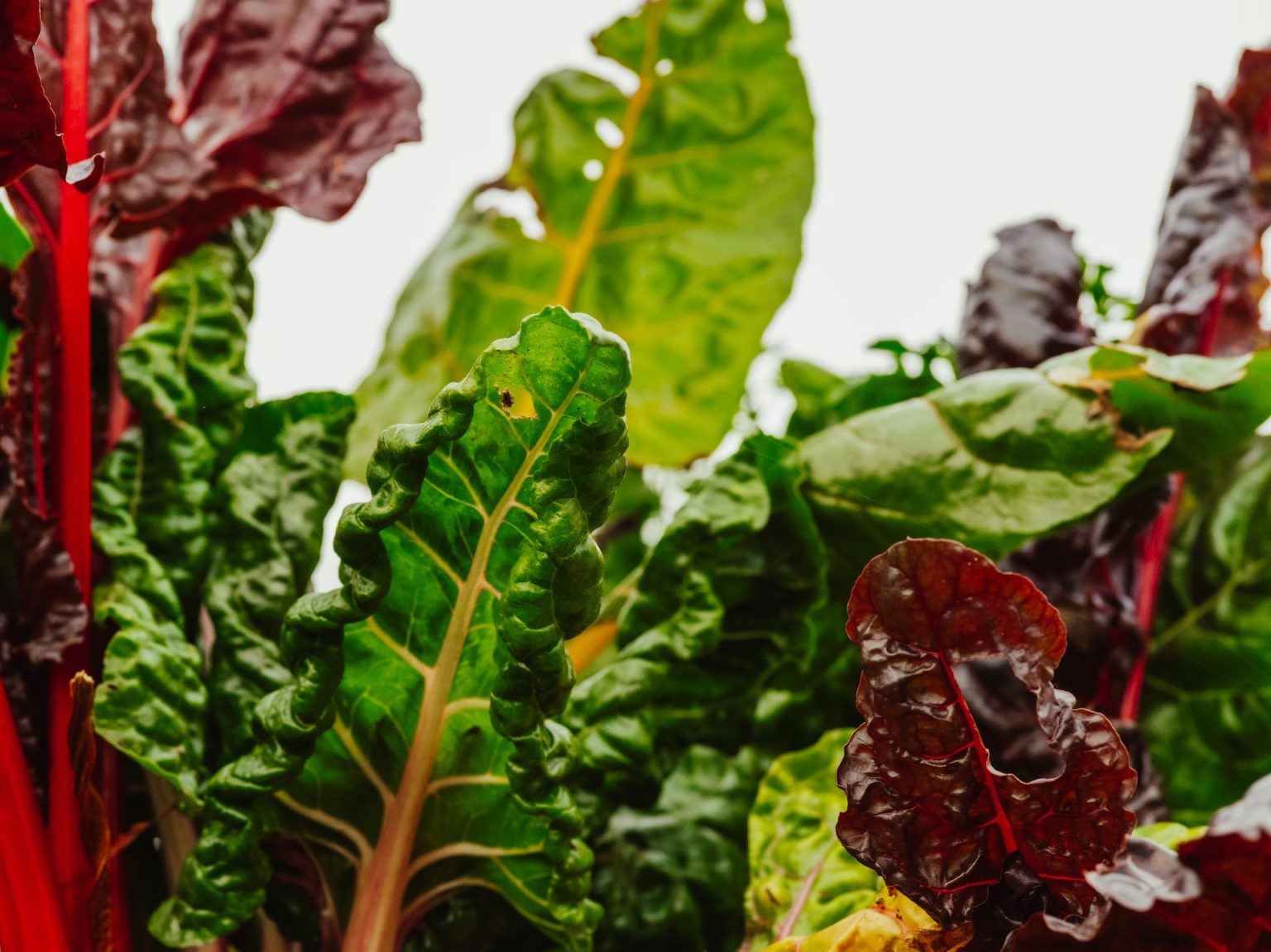 Aggregate Nutrient Density Index Or ANDI Score - The Guide