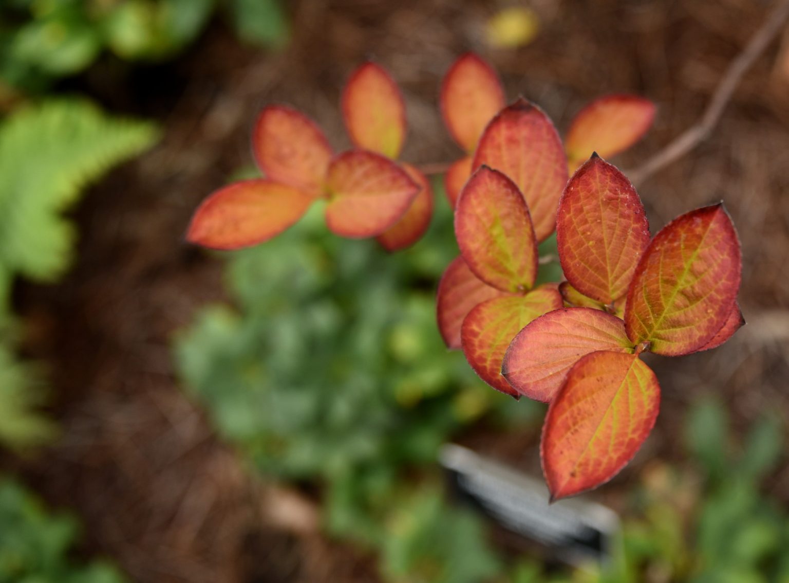 Best Trees For Fall Color – MK Library