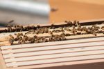 How To Keep Bees Away – MK Library