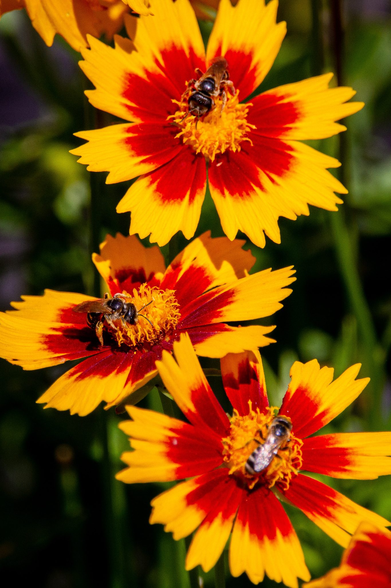 Flowers That Attract Bees – MK Library