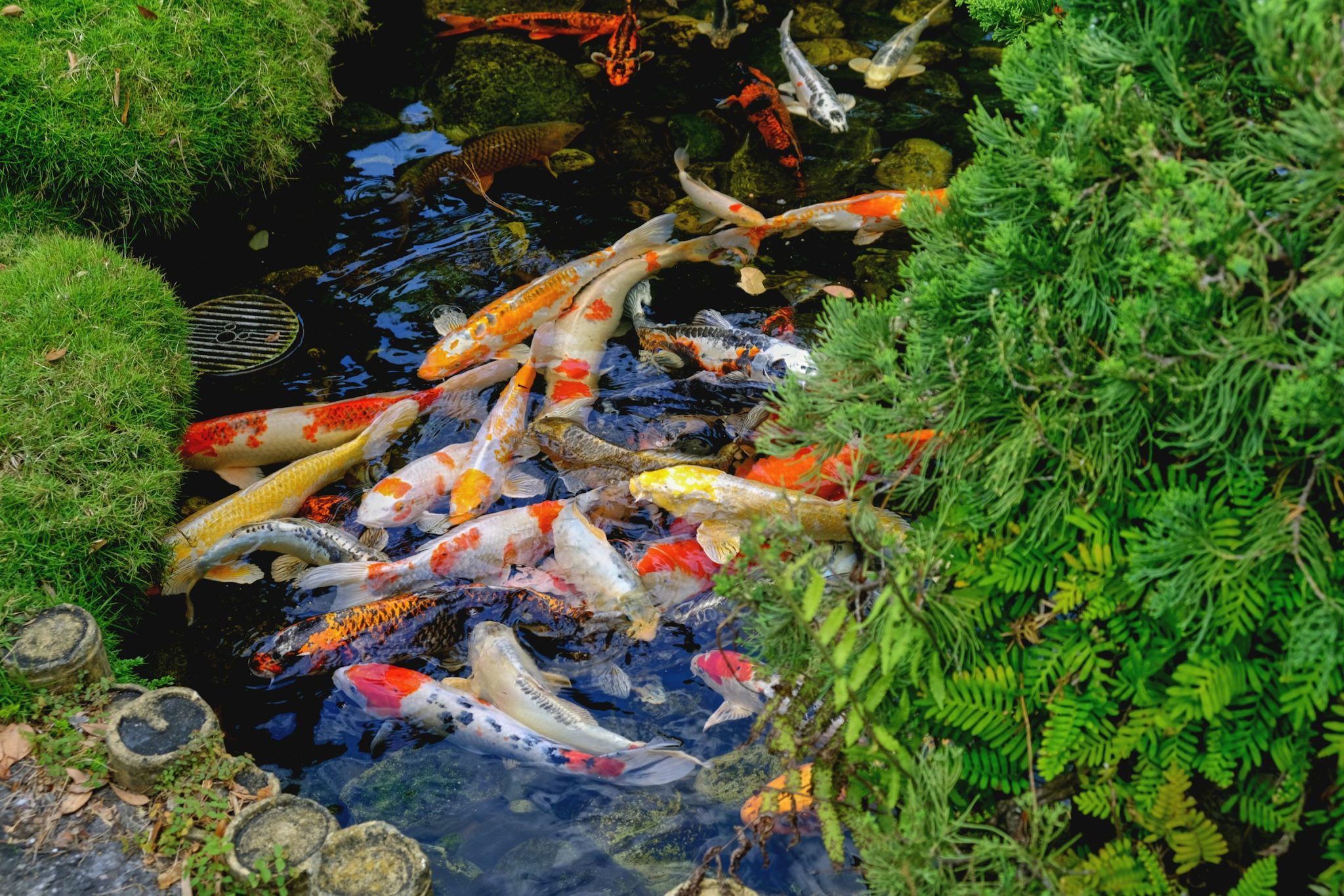 What To Feed Your Pond Fish: A Complete Guide – MK Library