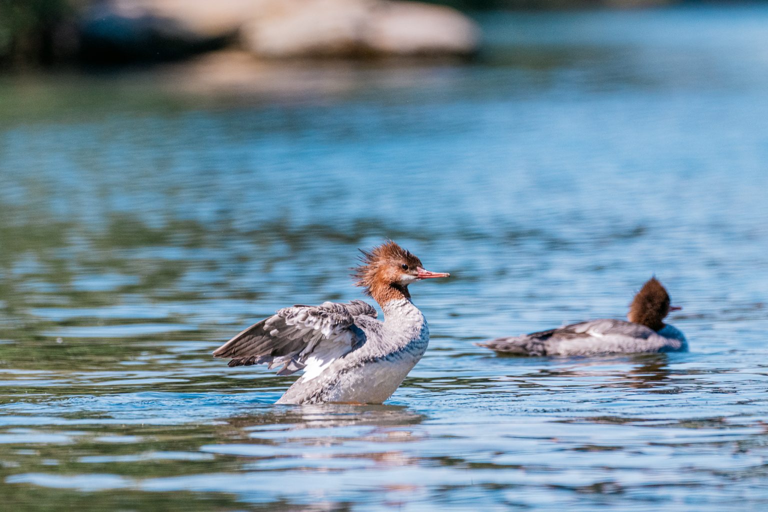 Lake Natoma In Folsom, California - Complete Adventure Guide – MK Library