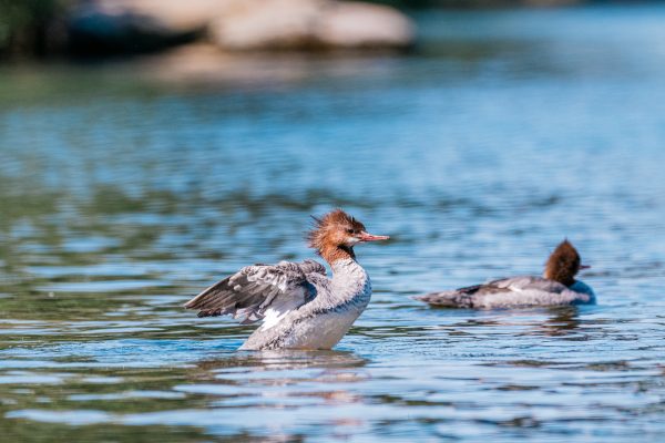 Lake Natoma In Folsom, California - Complete Adventure Guide – MK Library