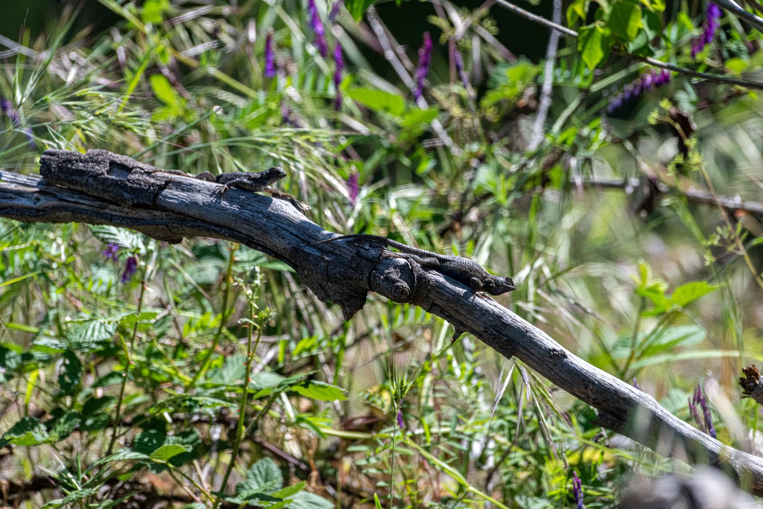 Lake Natoma In Folsom, California - Complete Adventure Guide – MK Library