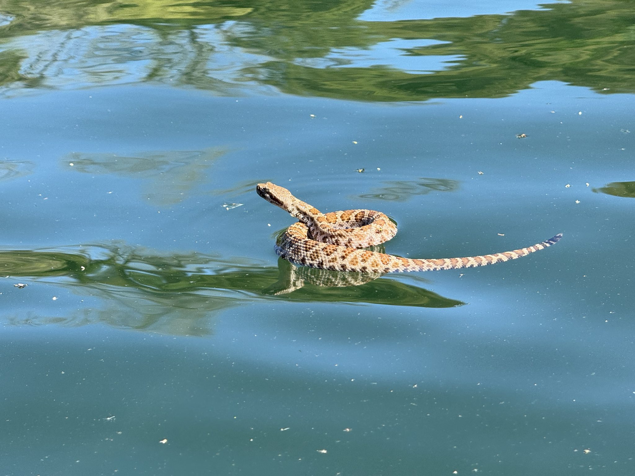 Lake Natoma In Folsom, California - Complete Adventure Guide – MK Library