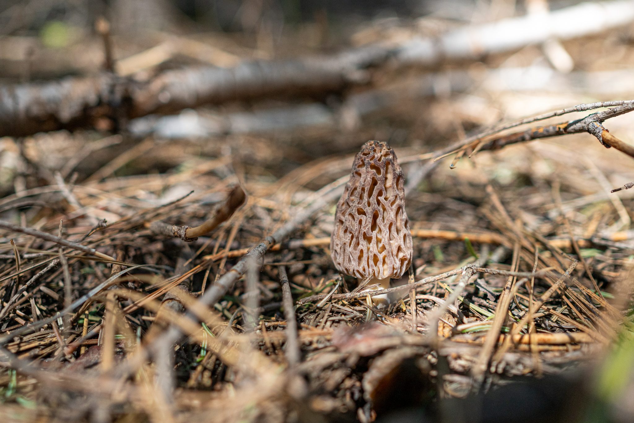 California Fire Followers: The Rare Wildflowers That Only Bloom After ...