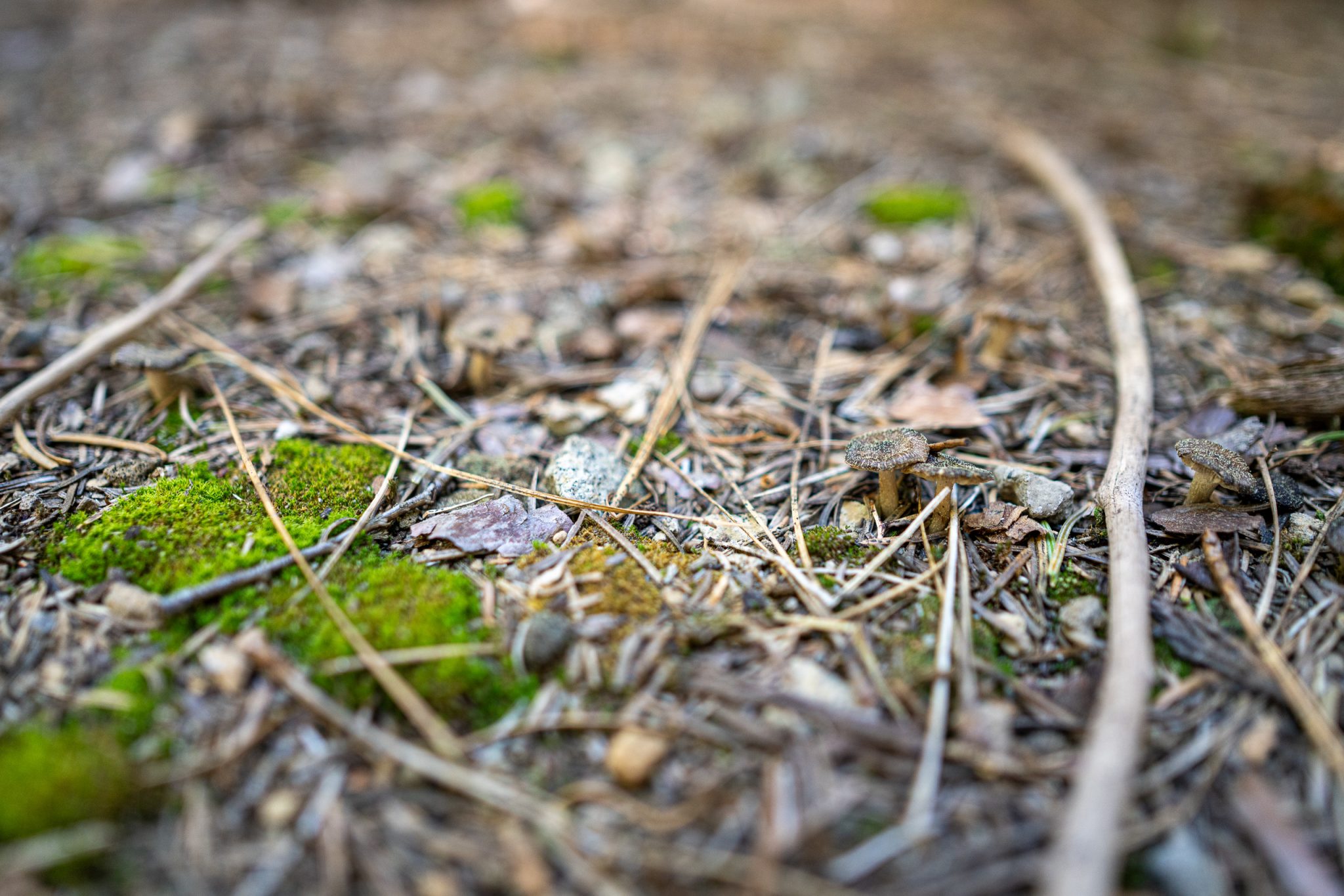 Mushroom Foraging For Morels At Mount Shasta – MK Library