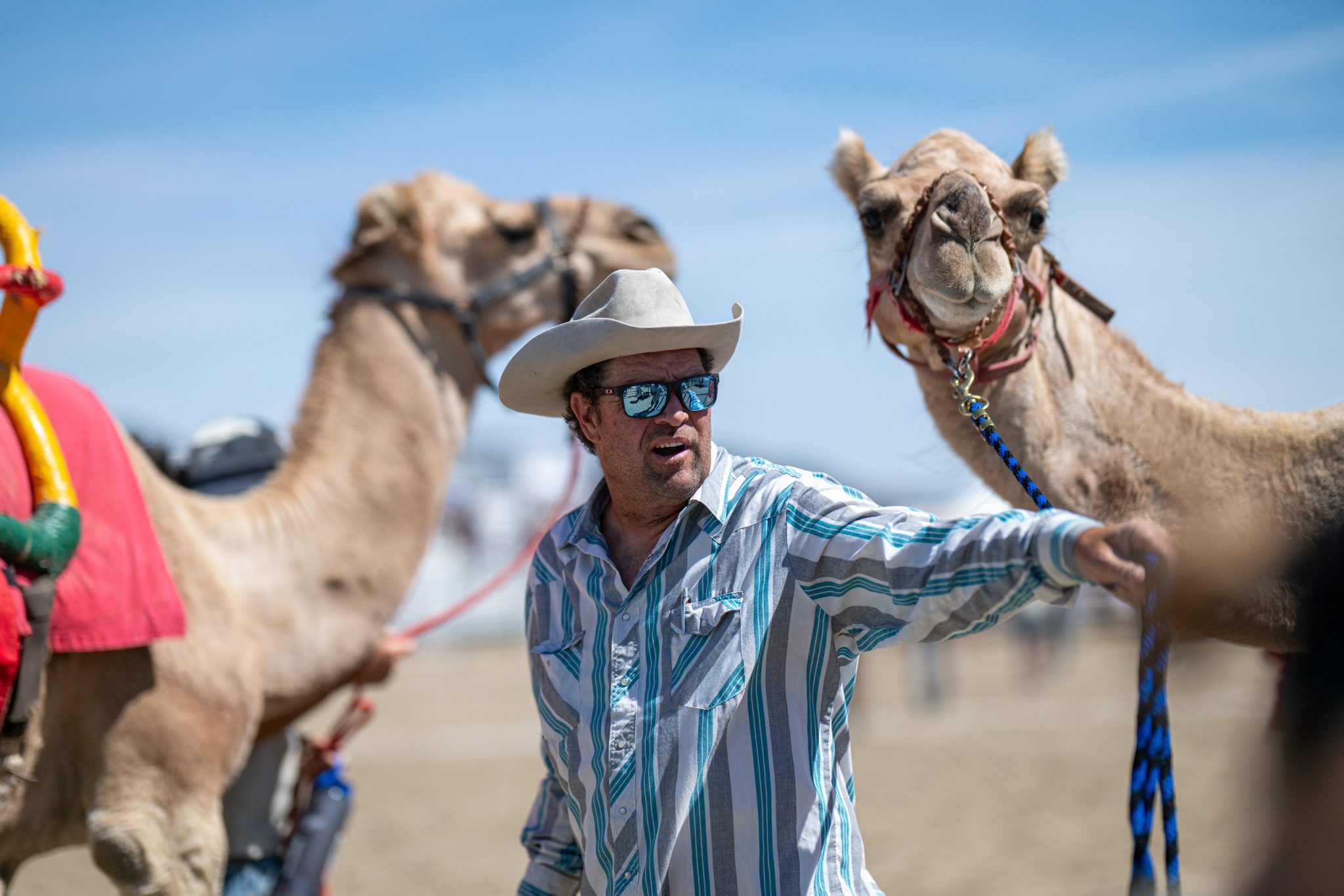 The Camel Races In Virginia City: Learning How To Race Camels And ...