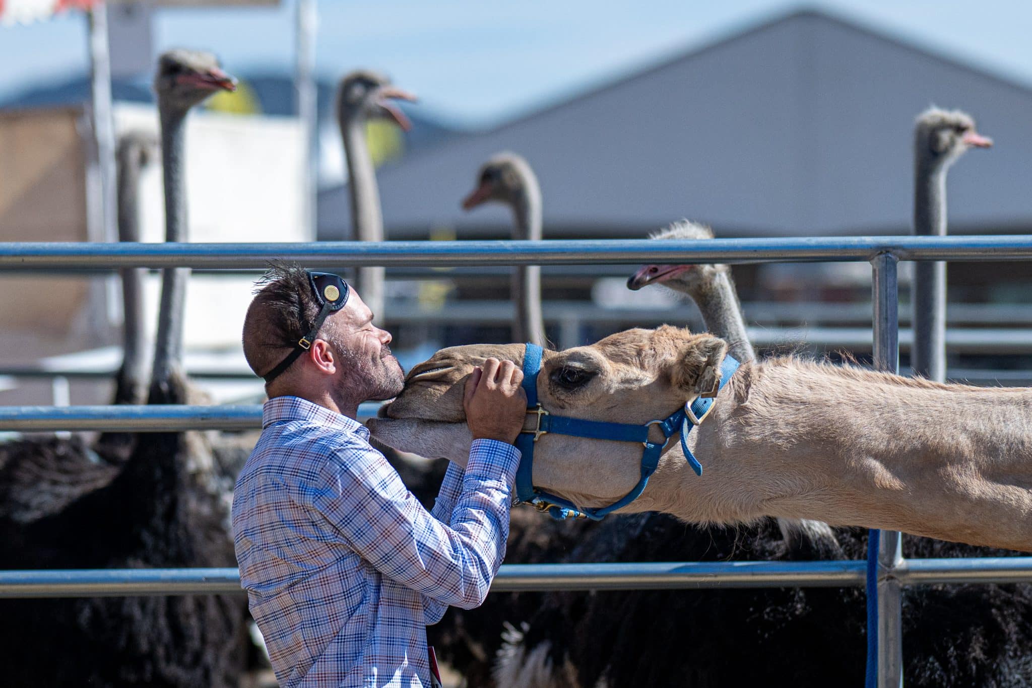 The Camel Races In Virginia City: Learning How To Race Camels And ...