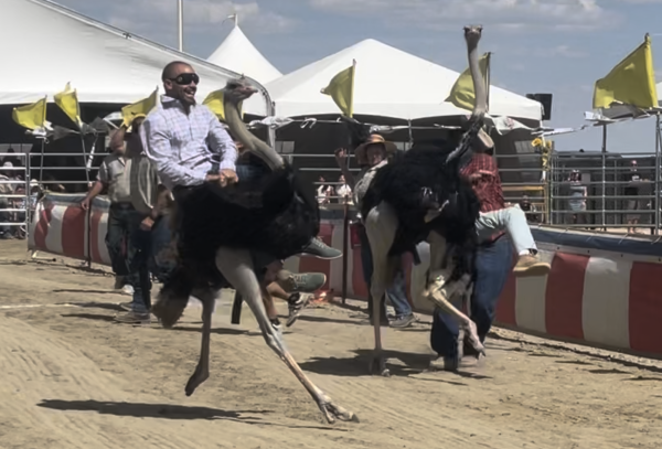 The Camel Races In Virginia City: Learning How To Race Camels And ...