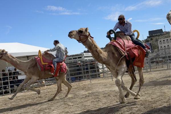 The Camel Races In Virginia City: Learning How To Race Camels And ...