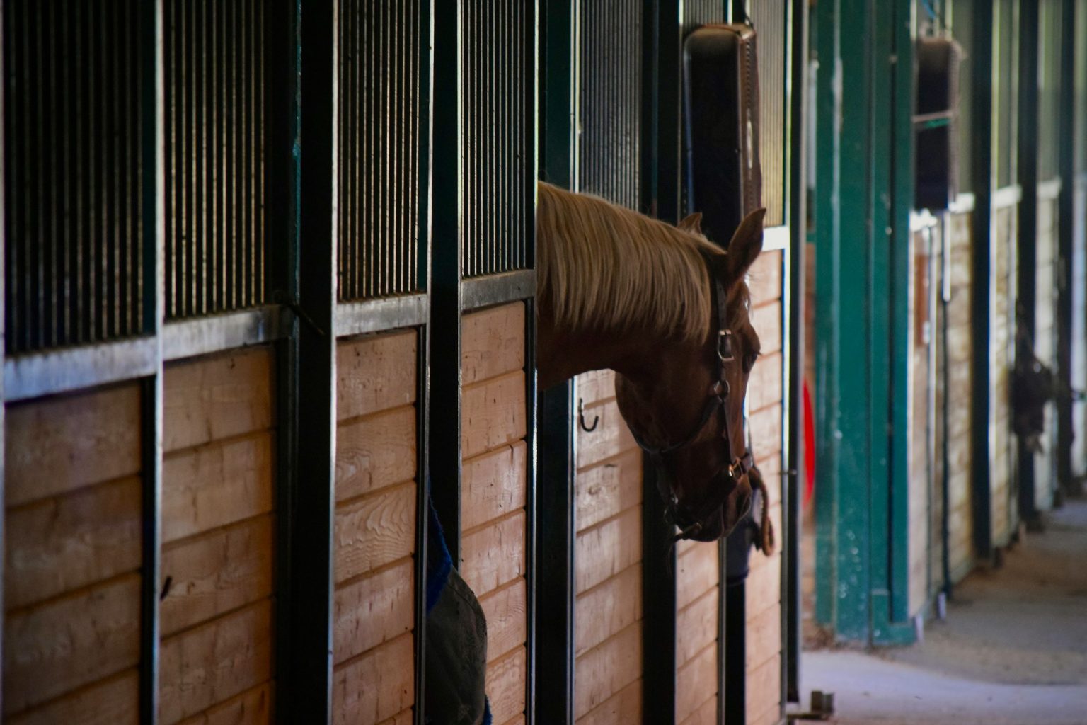 Keeping Your Stable In Top Condition: Tools Built For Precision And ...