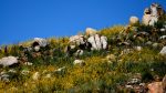 California Fire Followers: The Rare Wildflowers That Only Bloom After ...
