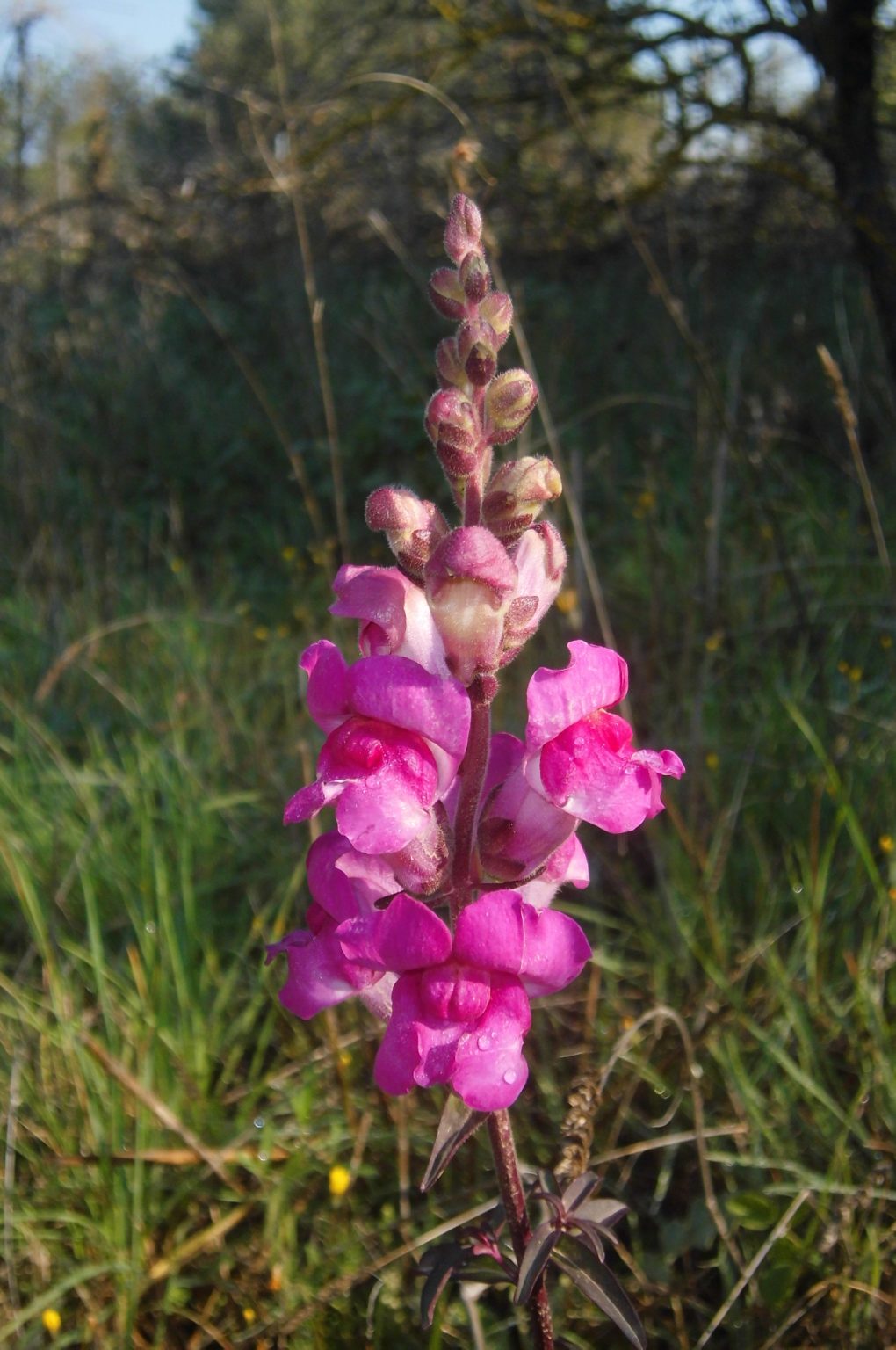 California Fire Followers: The Rare Wildflowers That Only Bloom After ...