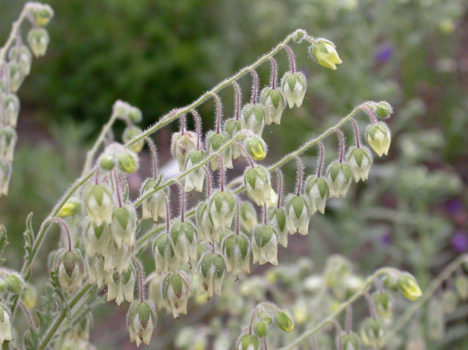 California Fire Followers: The Rare Wildflowers That Only Bloom After ...